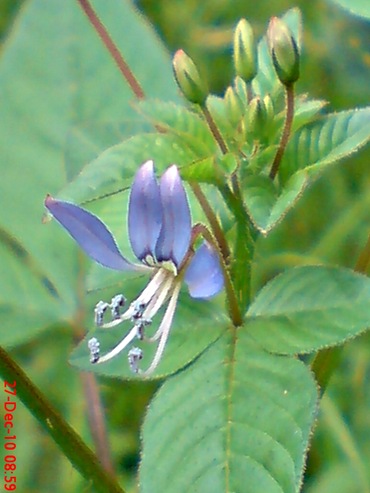 Bunga Maman Ungu ( Cleome rutidosperma )